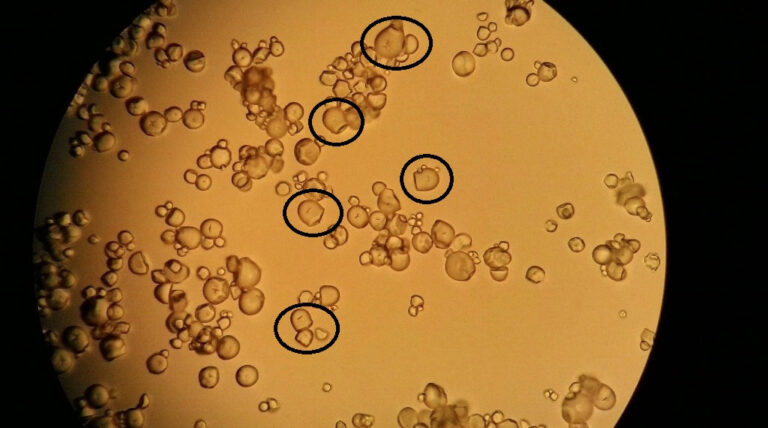 Laporan Praktikum Farmakognosi - Identifikasi Amilum Secara Kimiawi dan ...
